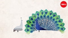 TED-Ed 'Bird' Video Lessons - IELTS Preparation at Home - PELA